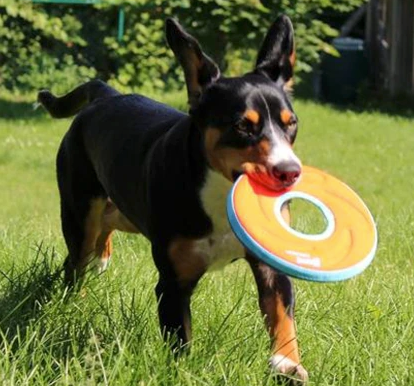 Chuckit! Zipflight Amphibious Fetch Disc – K9 Couture Inc.